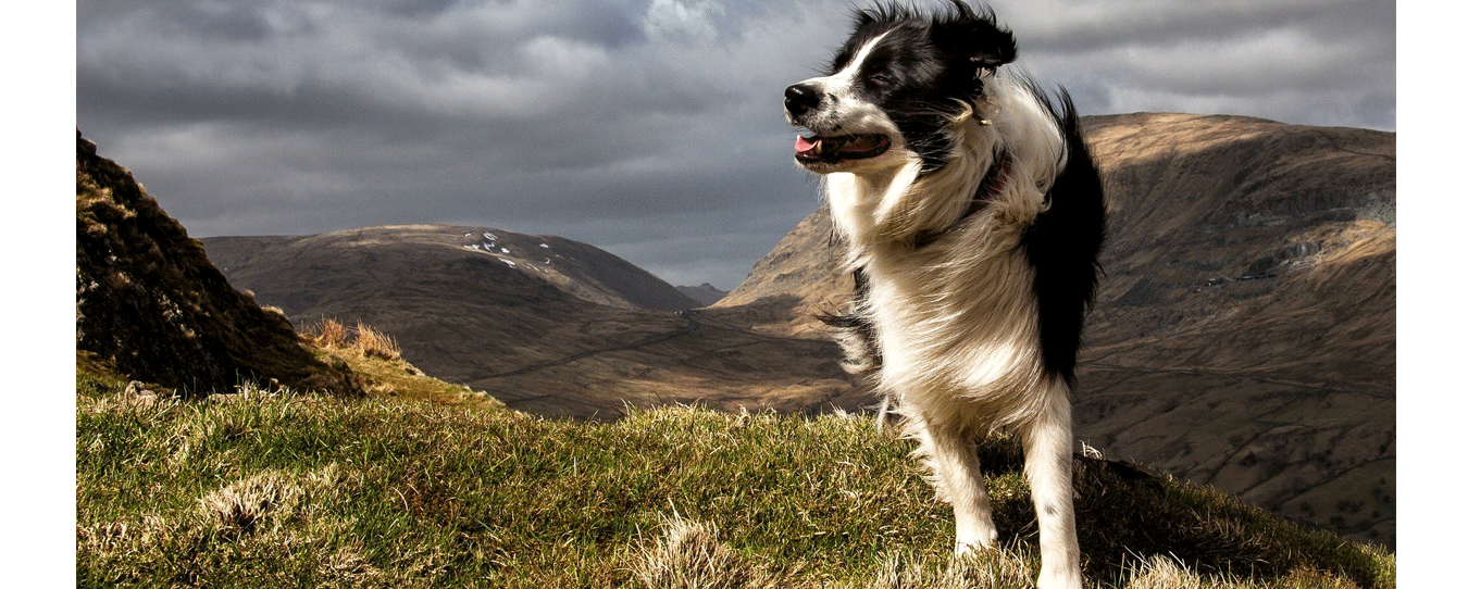 The Kennel Association of Lanka